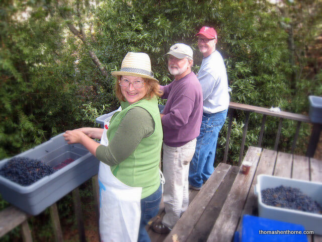 Marin Vineyards: Harvest At A Local Marin Vineyard